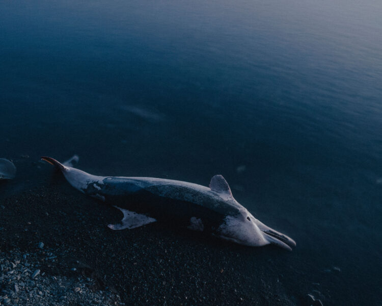 Opportunist – Nanna Heitmann